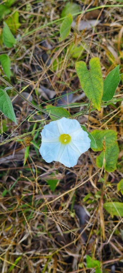 Smooth White Flower Part Three Stock Photo - Image of smooth, three ...