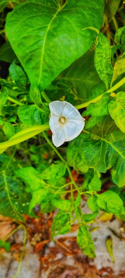 Smooth White Flower Part Two Stock Photo - Image of smooth, white ...