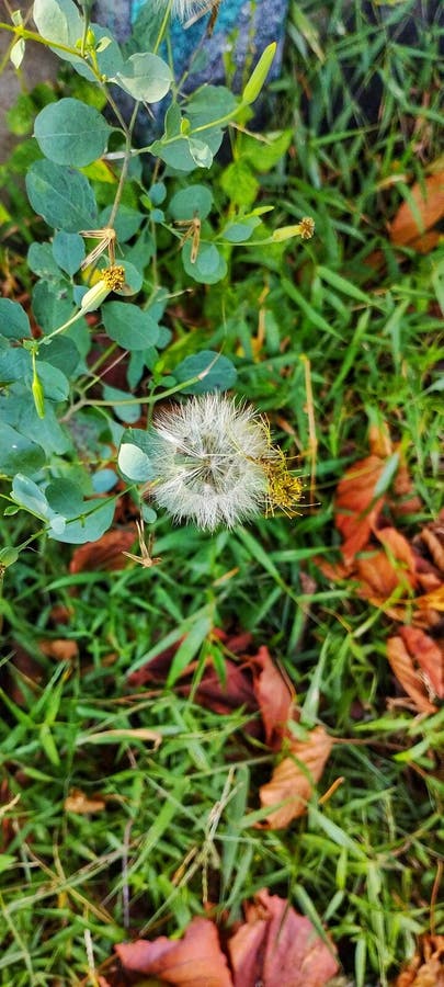 Smooth White Flower Part Two Stock Photo - Image of smooth, white ...