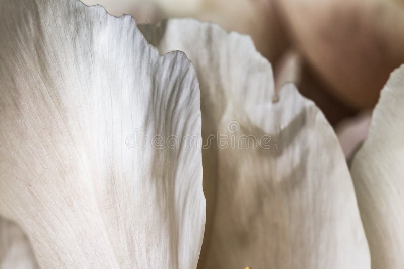Smooth White Peony Flower Petals Stock Image - Image of petals, still ...