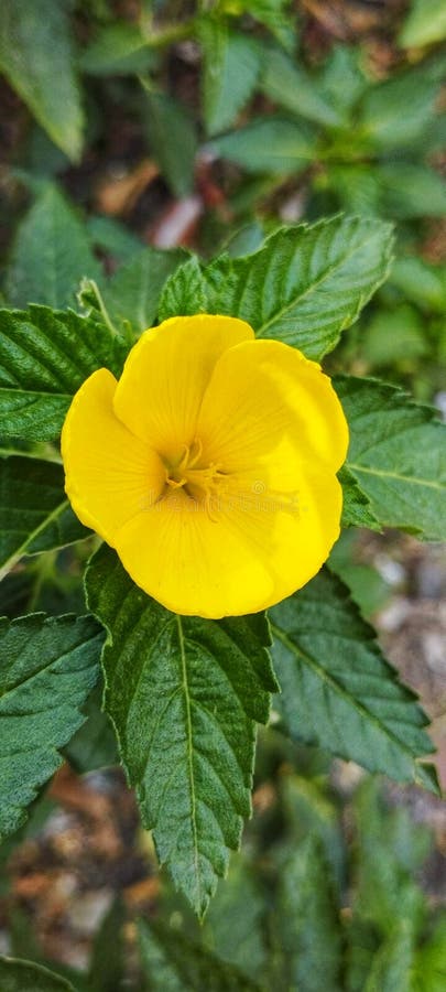 Smooth Yellow Flower Part Two Stock Image - Image of flower, yellow ...