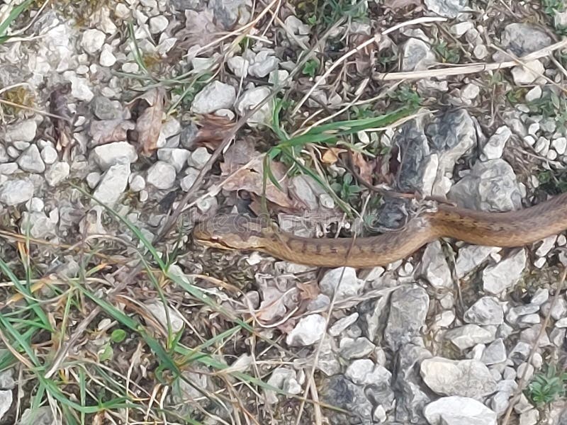 A Smoothe Snake Coronella Austriaca Non-venomus Snake Stock Image ...