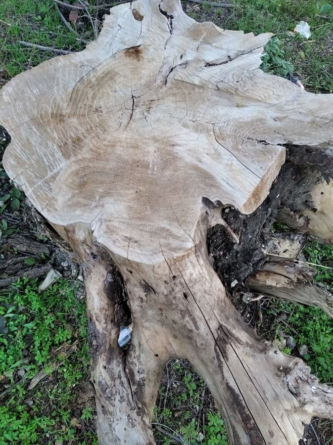 Smoothly Sawn Surface of Old Stump Stock Photo - Image of colour, used ...