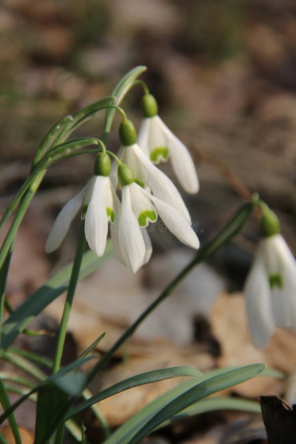 Smowdrops in white stock photo. Image of petal, nature - 267570582