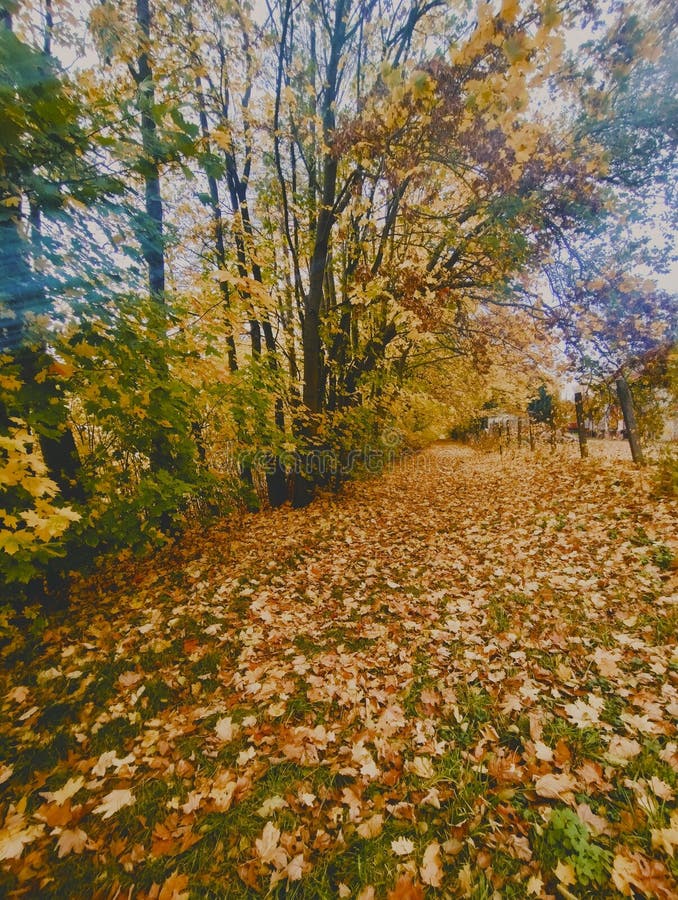 Ally Fall Tree Deviantart Stock Photos - Free & Royalty-Free Stock ...