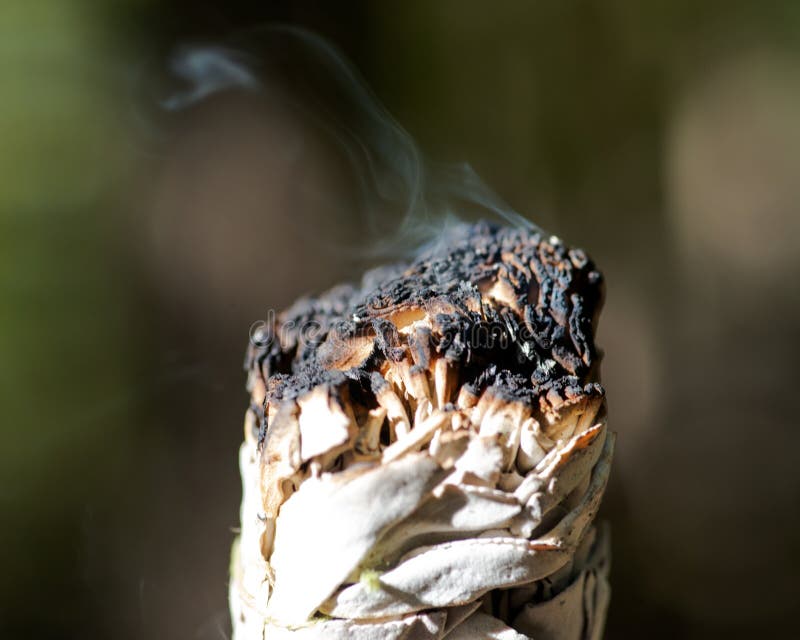 Smudging Ritual Using Burning Thick Leafy Bundle of White Sage in ...