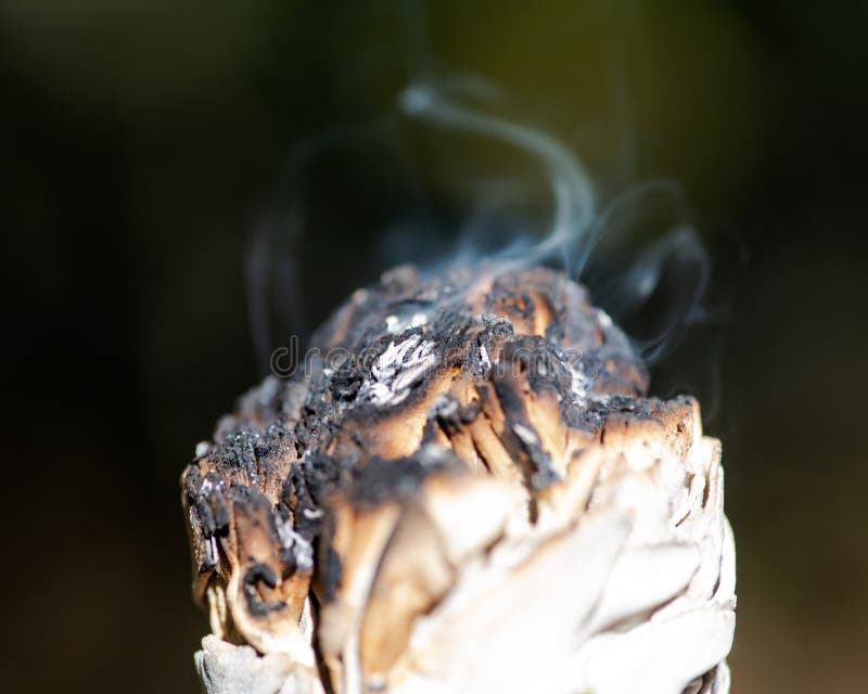 Smudging Ritual Using Burning Thick Leafy Bundle of White Sage in ...