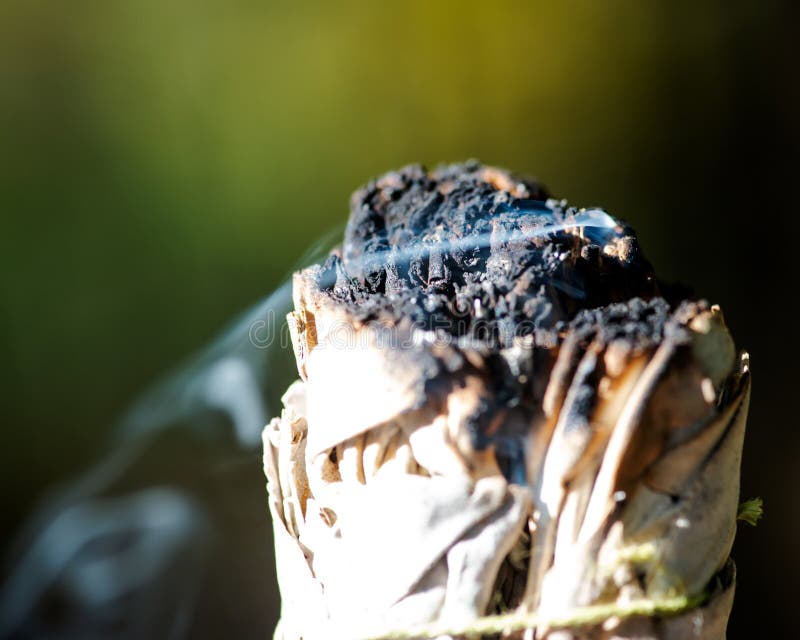 Smudging Ritual Using Burning Thick Leafy Bundle of White Sage in ...