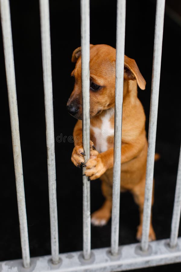 Uroczy Pitbull W Klatce Schroniska Ze Smutnymi, Płaczącymi Oczami I ...