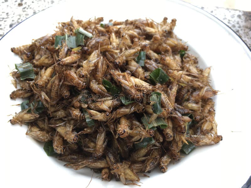 Snack bug food stock photo. Image of food, achita, thai - 145494474