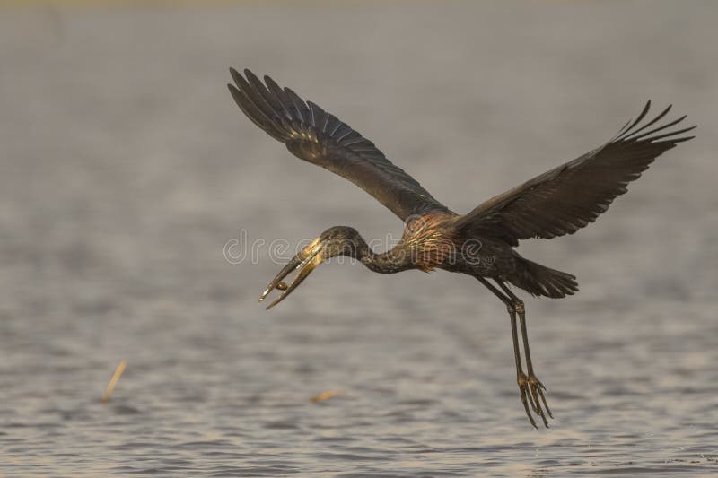 Snack delivery stock image. Image of nature, feathers - 80954697