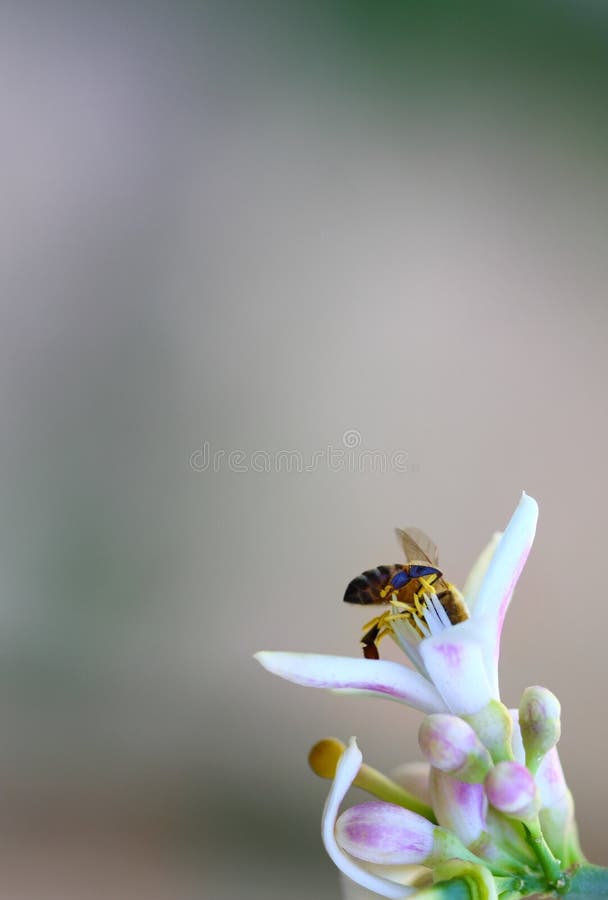 Snack Time stock image. Image of stamen, feeding, close - 17321921