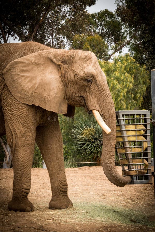 Elephant Eating Food editorial stock image. Image of mammalia - 79263834