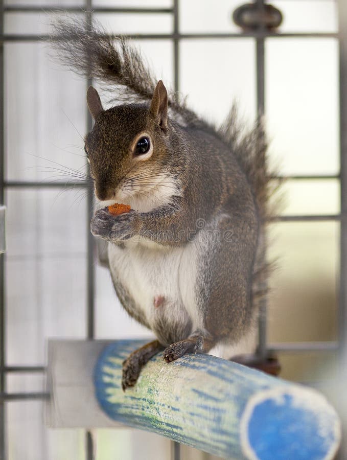 Snack Time stock photo. Image of cheerful, snacks, squirrel - 92916680