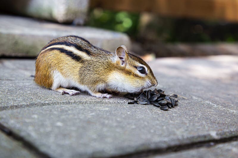 Squirrel Pile Nuts Photos - Free & Royalty-Free Stock Photos from ...