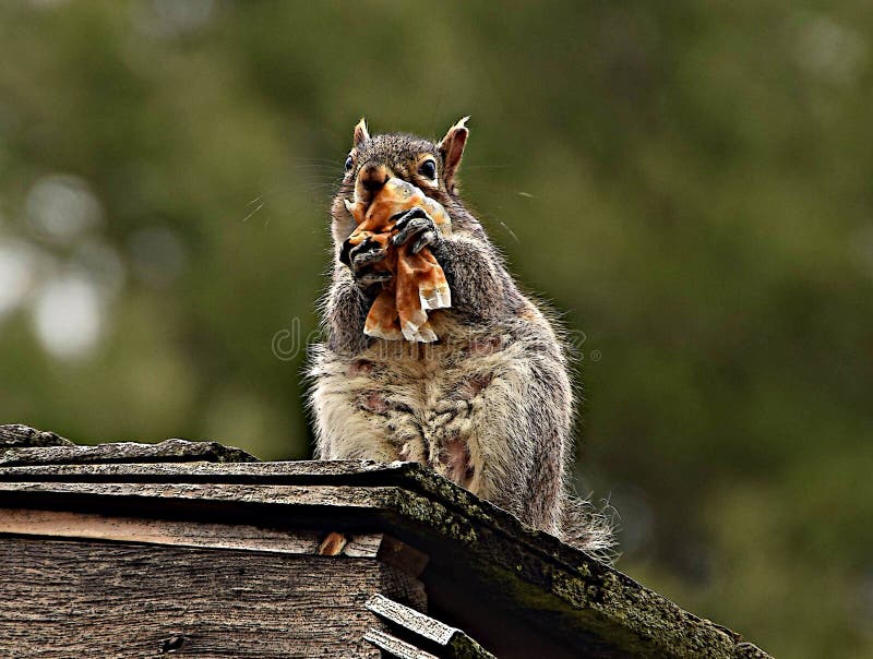 Snack time stock photo. Image of tree, ground, life, squirrels - 45088806