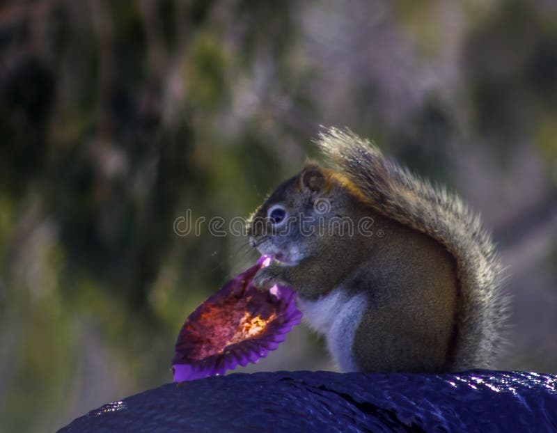 Snack time stock photo. Image of cute, wildlife, finding - 136549350