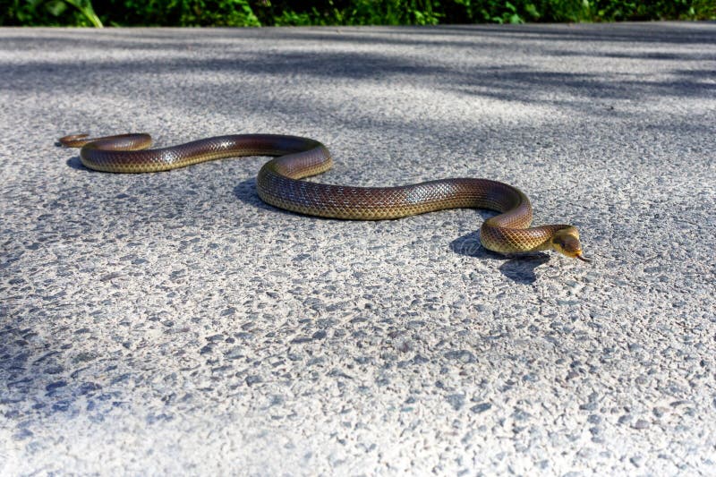 Snack tree stock image. Image of bratislava, road, snack - 375566115