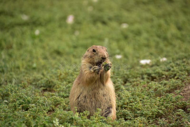 Snacking Prairie Dog Standing among Green Weeds Stock Photo - Image of ...