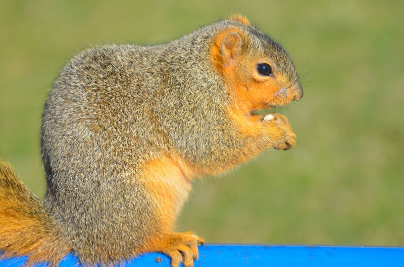 Snacking Squirrel stock photo. Image of rodent, outdoor - 274702