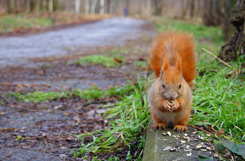 Snacks for squirrel stock photo. Image of snack, grass - 2050590