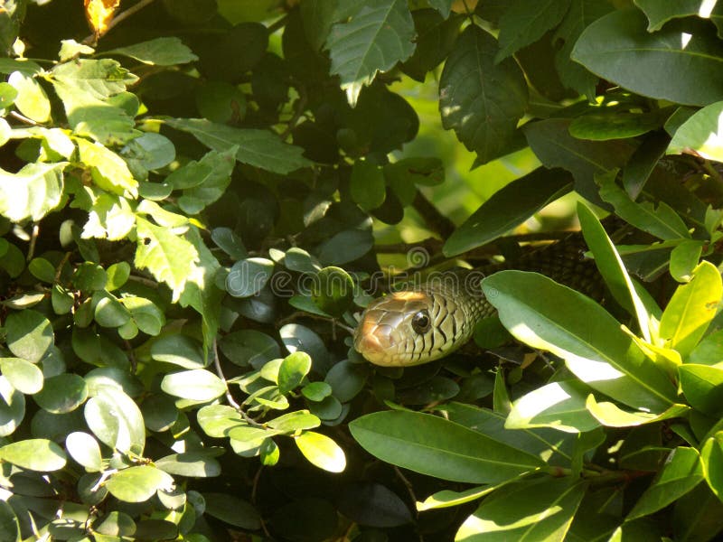 Snacks on this Tree Beautiful Way Showing the Tree. Stock Photo - Image ...