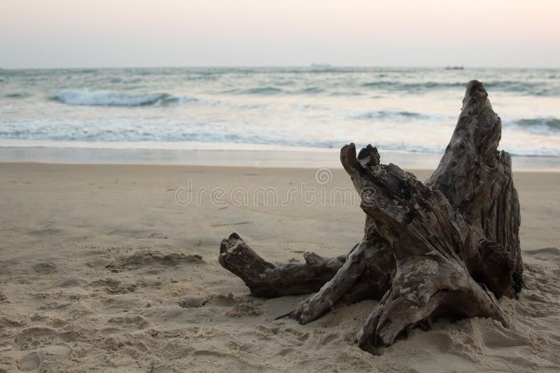 Snag on the coast stock photo. Image of snag, driftwood - 54323590
