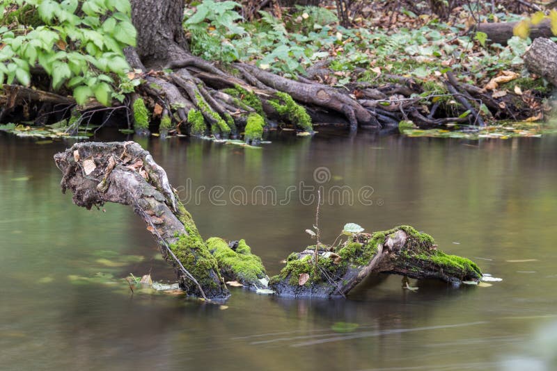 Swamp with Alder Trees in Springtime, Was Seen in Brandenburg, Germany ...