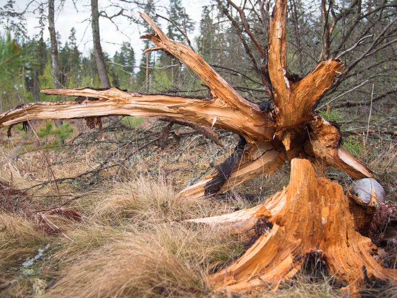 Fantastically Shaped Rocks in the Negev Desert. Stock Image - Image of ...