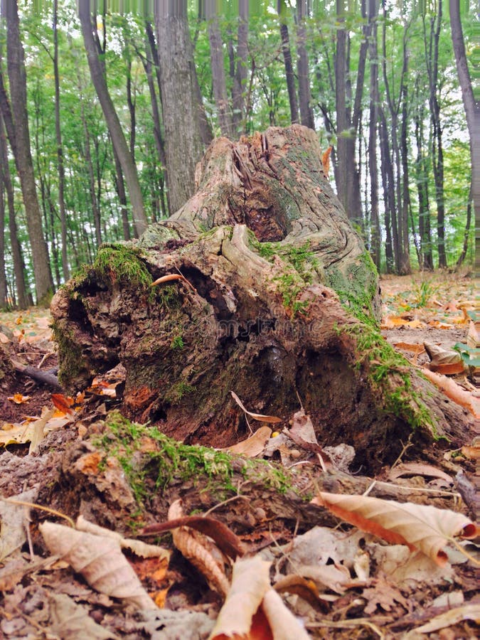 Snag in the forest stock image. Image of leaves, view - 78316059