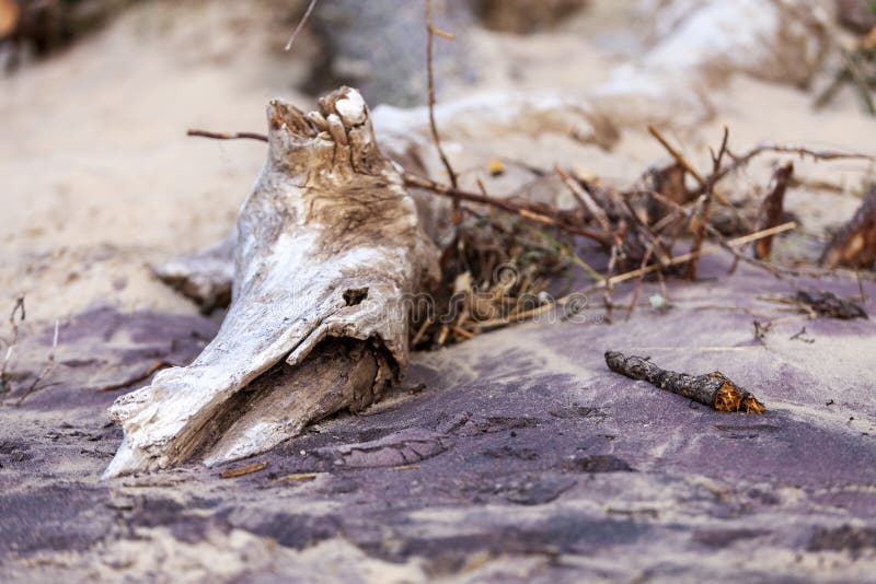 Snag in the Form of Fantastic Beast on the Seashore in the Sand Stock ...
