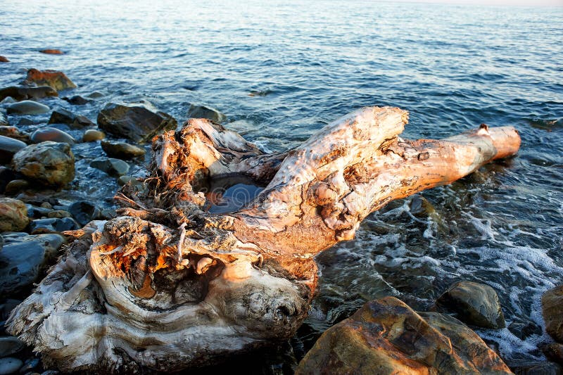 The Snag Lies in the Water. in the Sea Stock Photo - Image of natural ...