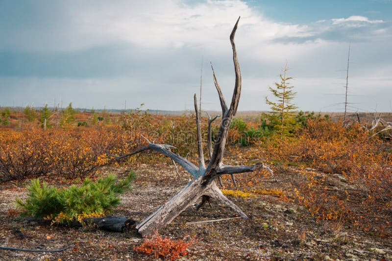 Burnt Snag, the Texture of a Dark, Twisted Tree. Stock Photo - Image of ...