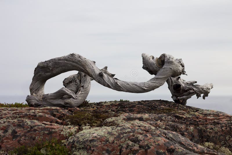 Snag with Oval Shape on the Rock Stock Photo - Image of yellow, shape ...