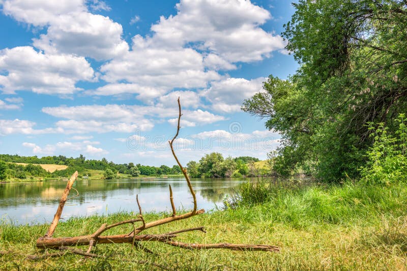 Snag on river bank stock image. Image of pond, calm - 183192259