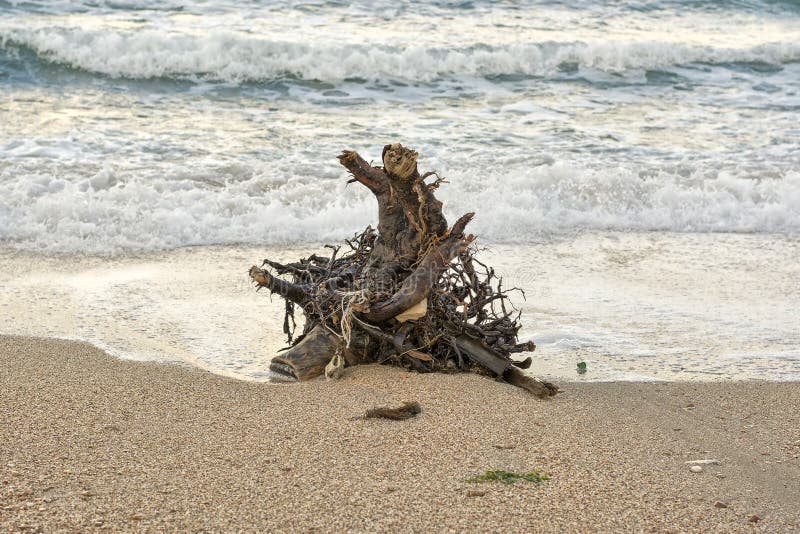 Snag on the sea shore stock image. Image of scenery, beach - 49662299