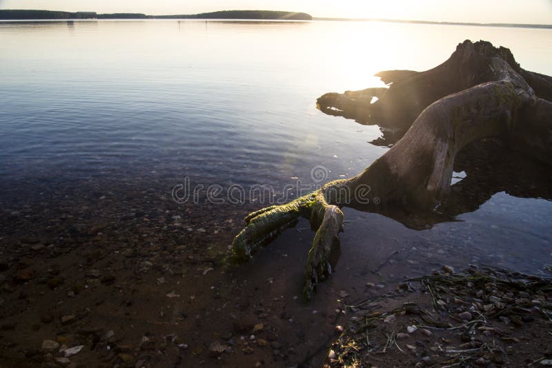 Snag stock photo. Image of spring, fall, morning, cold - 58798274