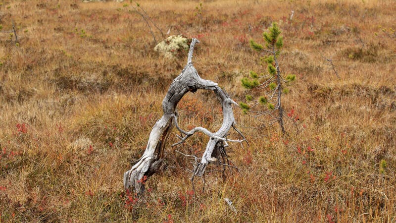 Snag on the swamp stock image. Image of mire, snag, nature - 60729999