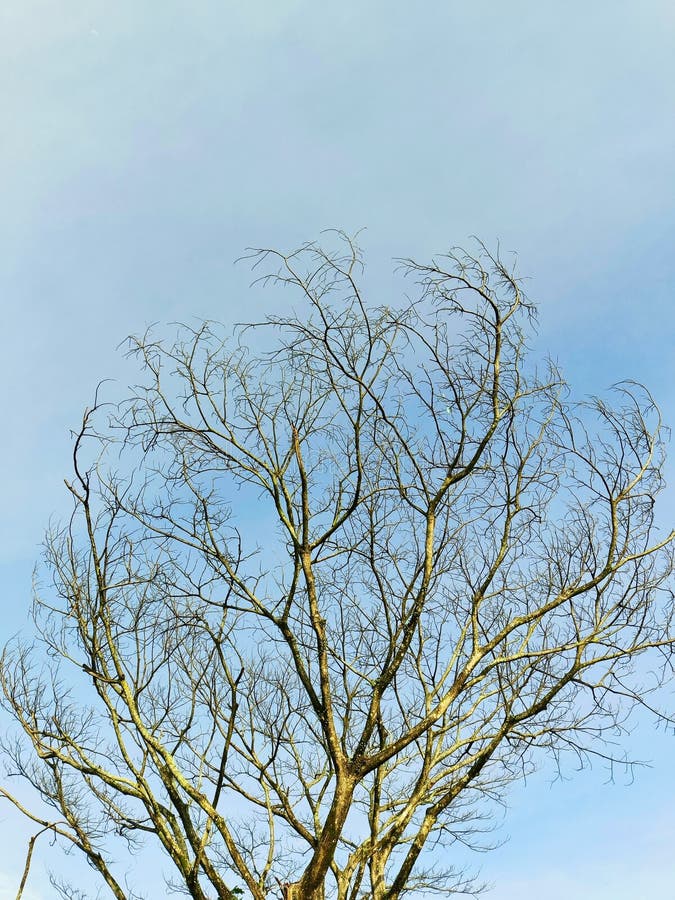 Snag Tropical Tree stock photo. Image of leaf, branch - 356609014