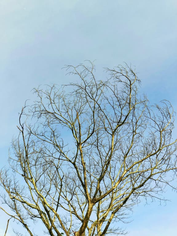 Snag Tropical Tree stock photo. Image of leaf, branch - 356609014