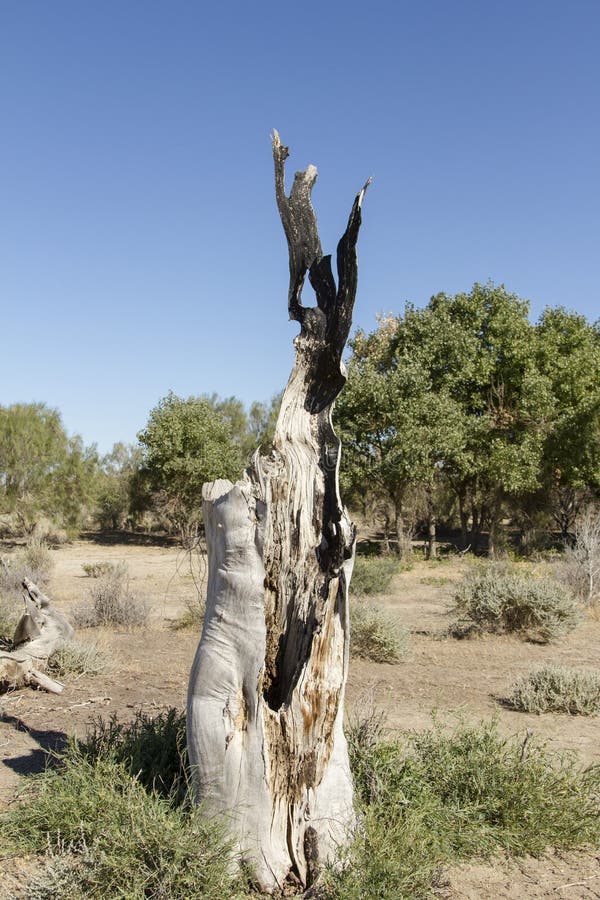 Snag stock photo. Image of landscapes, driftwood, sand - 58289650