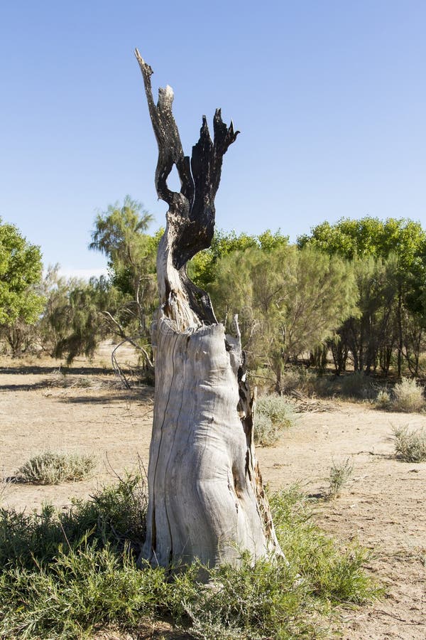 Snag stock photo. Image of landscapes, beauty, driftwood - 58289712