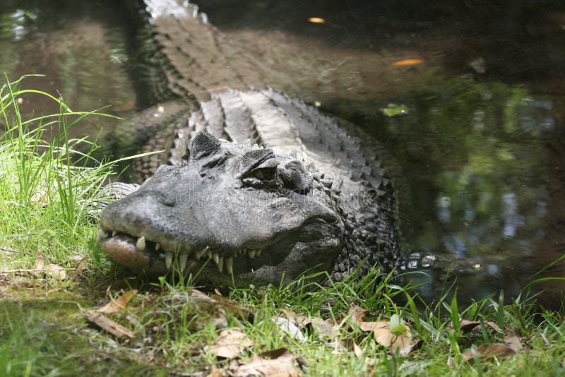 3+ Snaggletooth Free Stock Photos - StockFreeImages