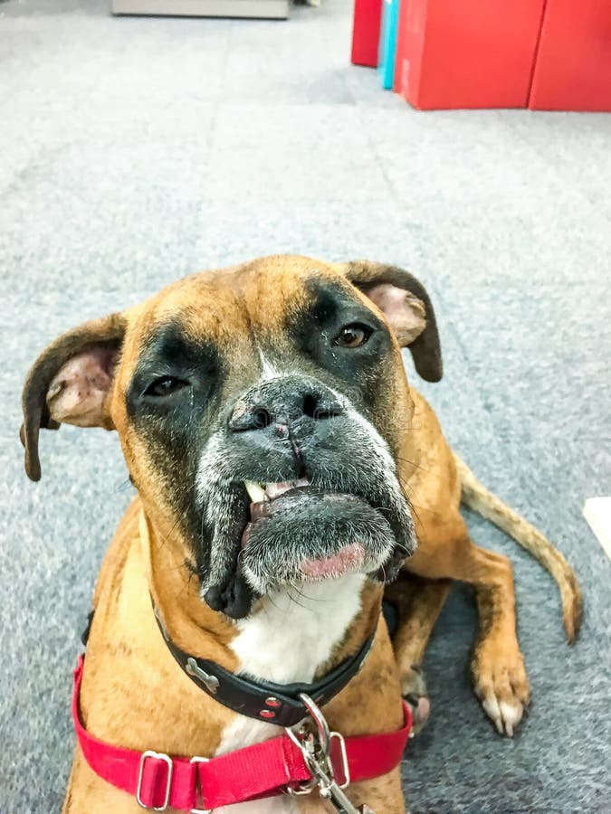 Snaggletooth boxer dog stock image. Image of love, mammal - 83894545
