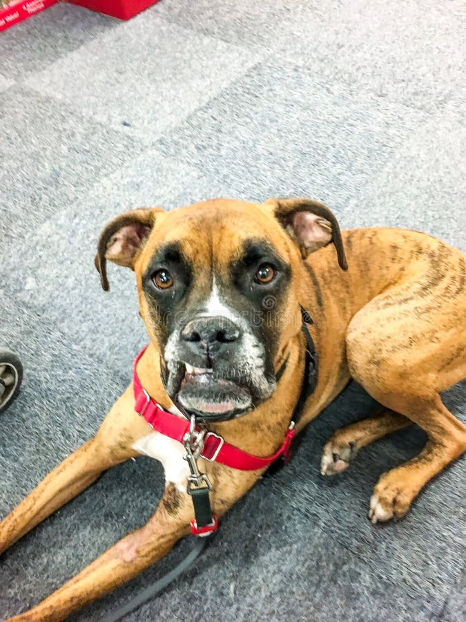 Snaggletooth boxer dog stock image. Image of breed, animals - 83896409