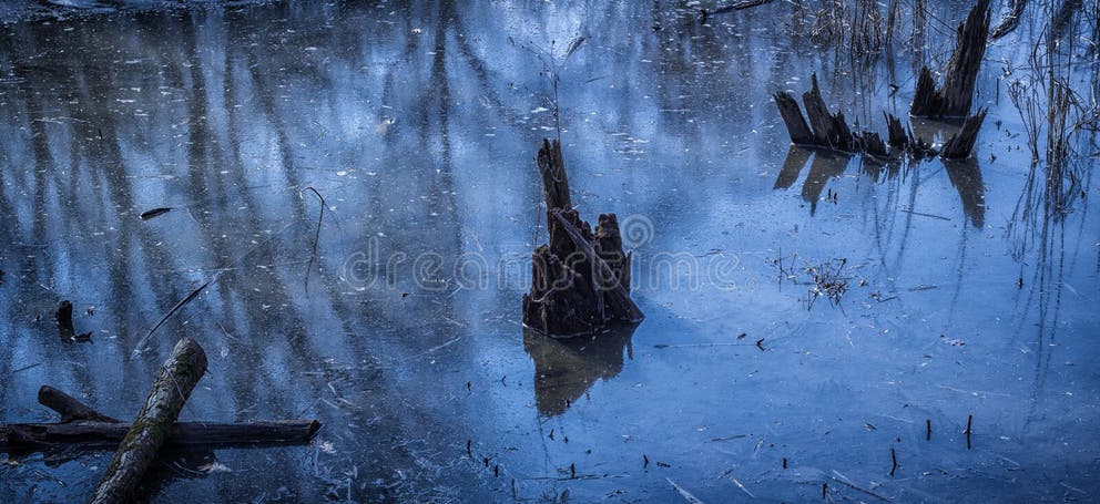 Snags on the water stock image. Image of bark, wood, quietly - 88517847