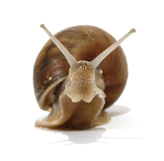Snail stock image. Image of animal, wimp, house, background - 10073727