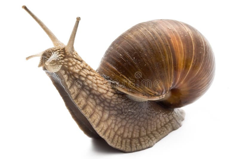 Snail stock image. Image of meadows, snail, macro, mollusks - 13345649