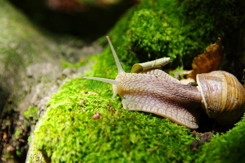 Fox stock photo. Image of autumn, curiosity, portrait - 13013392