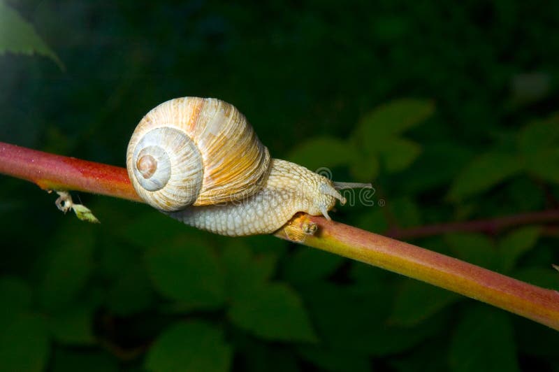 Dancing snails after rain stock image. Image of ground - 31959153